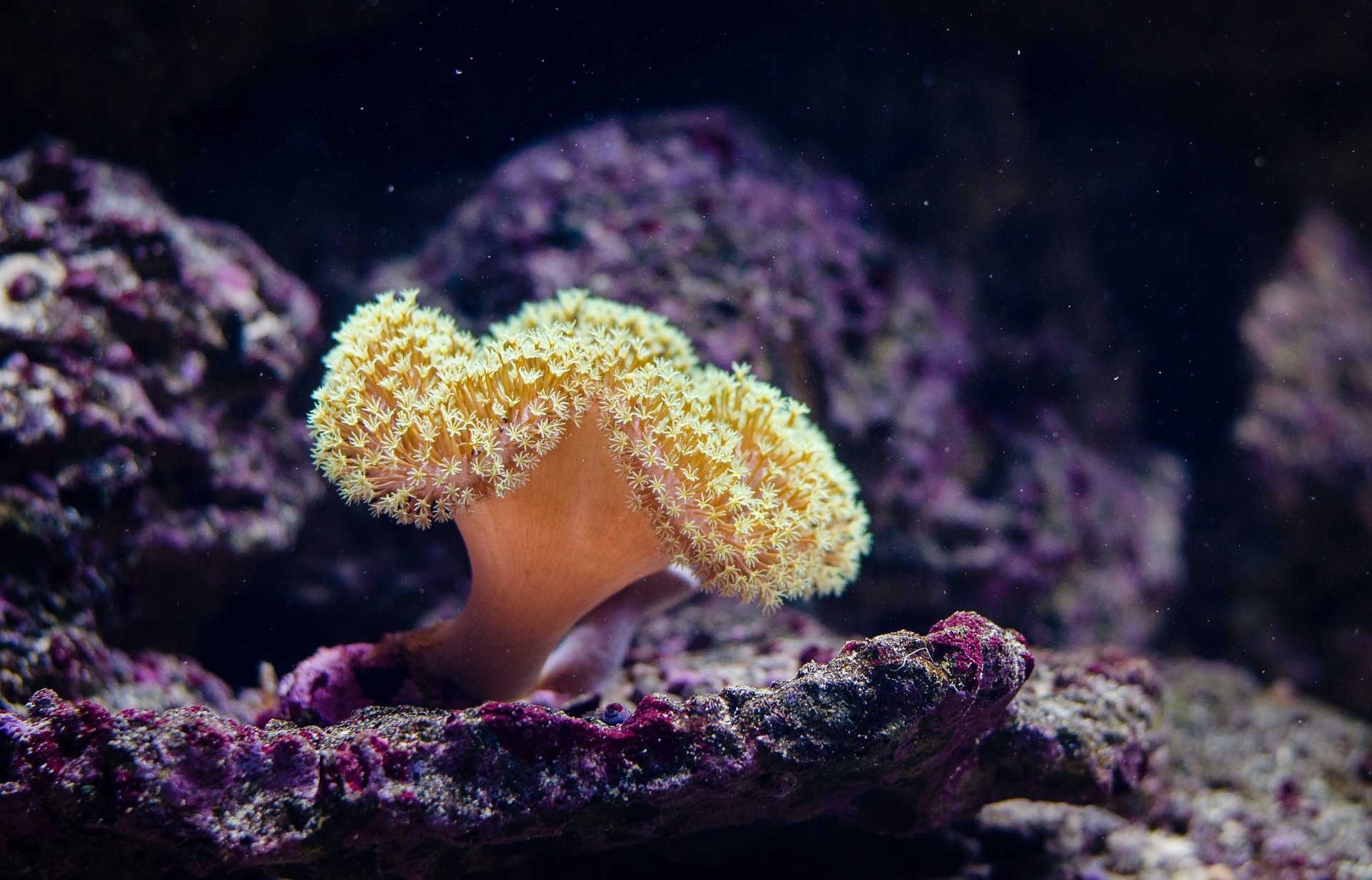 Scientists learn to repair human bones by studying coral reefs