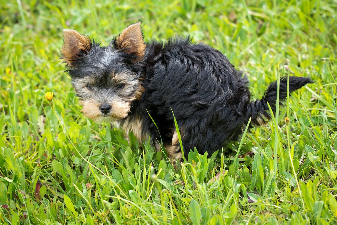 All mammals poop in 12 seconds and there’s an equation for the ...