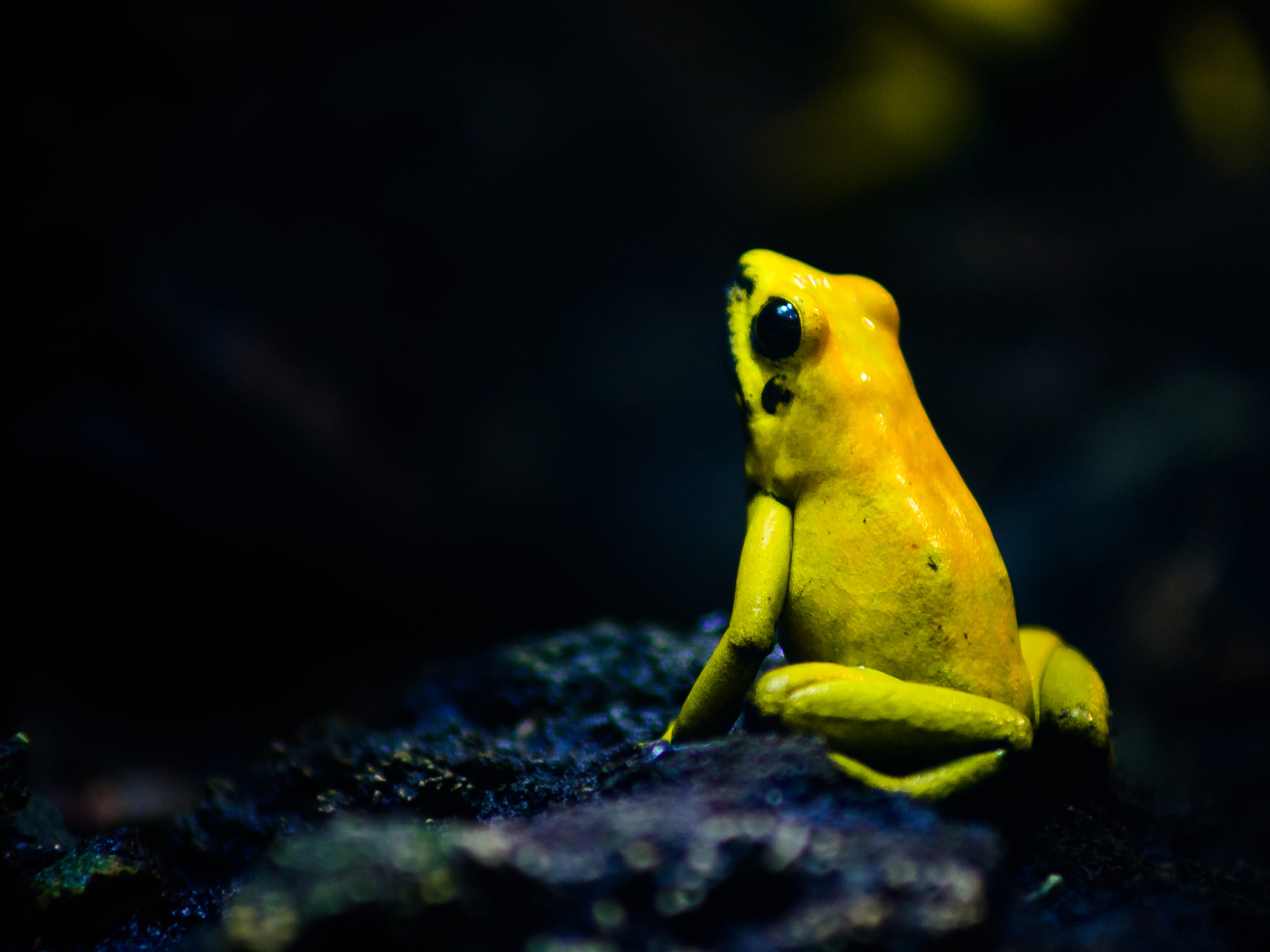 Scientists just synthesized the deadly toxin of an adorable frog