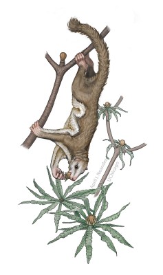 The earliest airborne mammals may have glided among the dinosaurs 160 ...