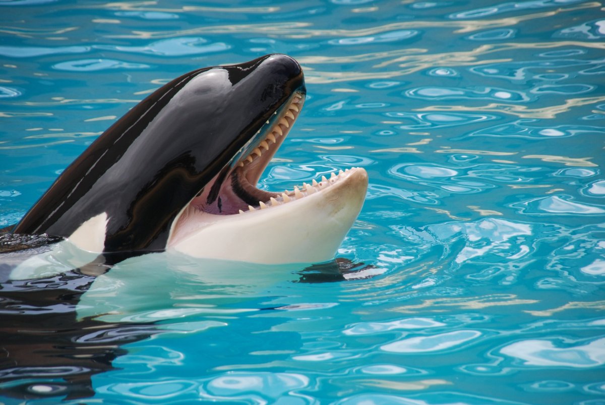 Listen to this orca saying ‘hello’—for science!