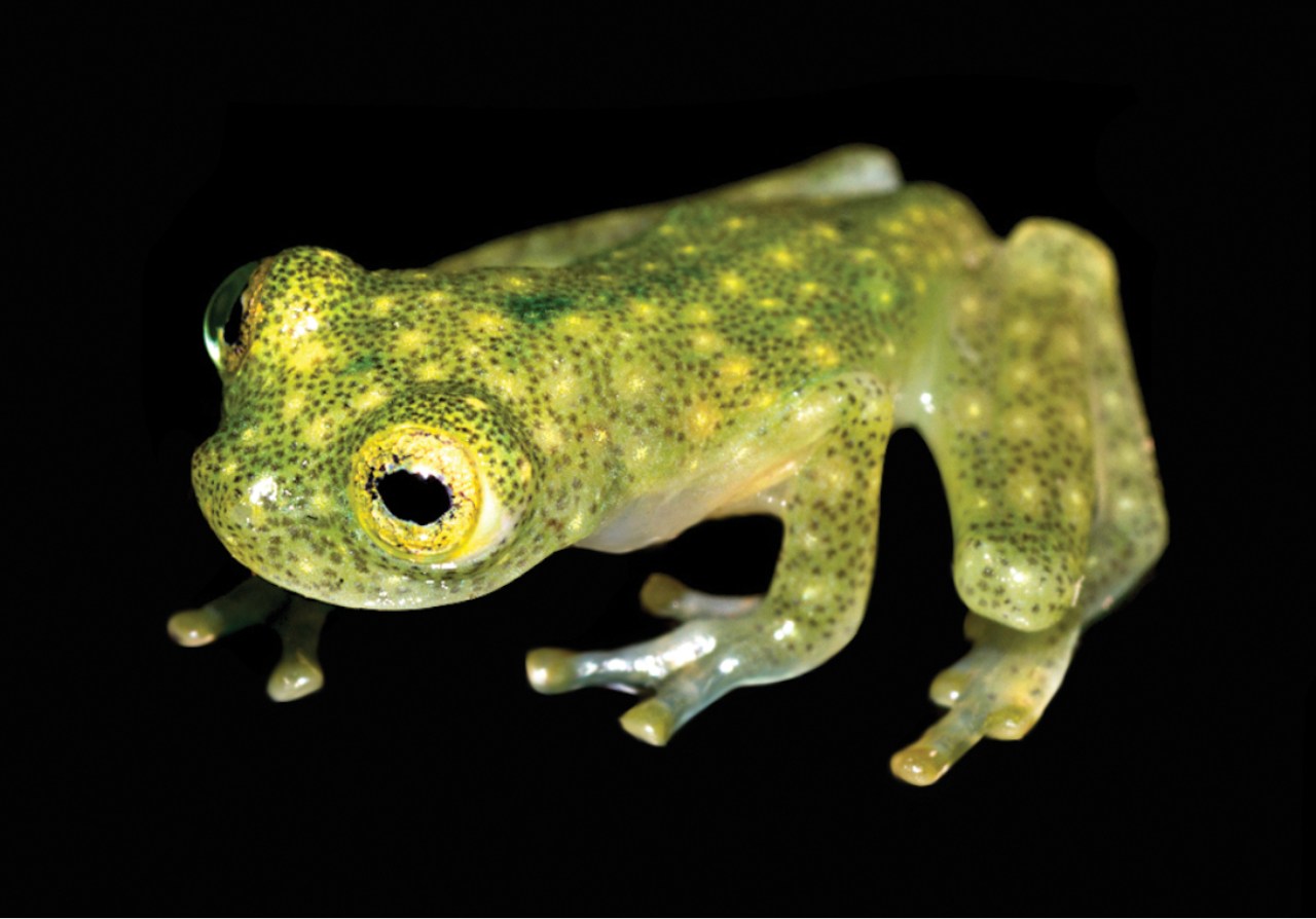 This tiny frog has transparent skin to show its organs off to the world