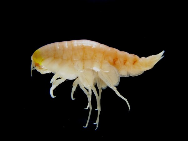 What Are Microbeads And Why Are They Illegal?