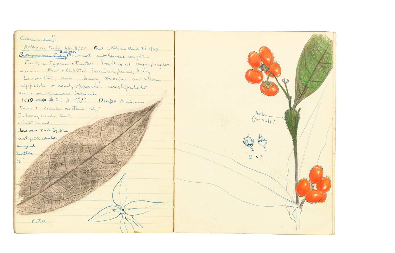 Behind the scenes of the most beautiful botanical sketches