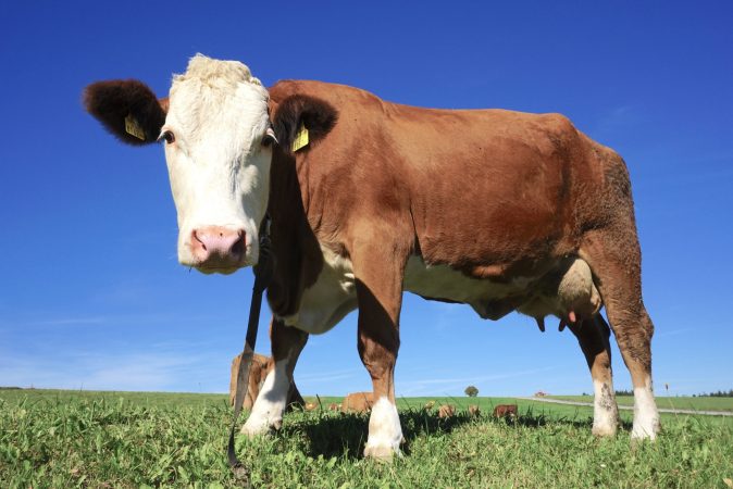 To save the planet, scientists figured out how to fix cow farts