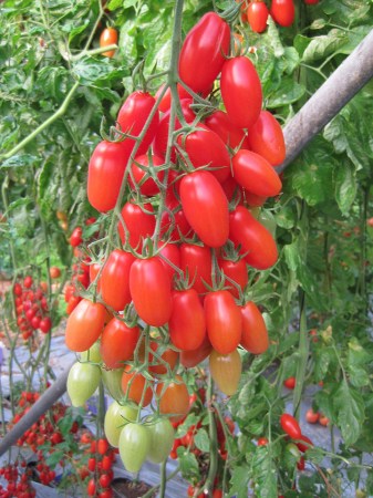 Scientists tweaked natural mutations to create a better tomato
