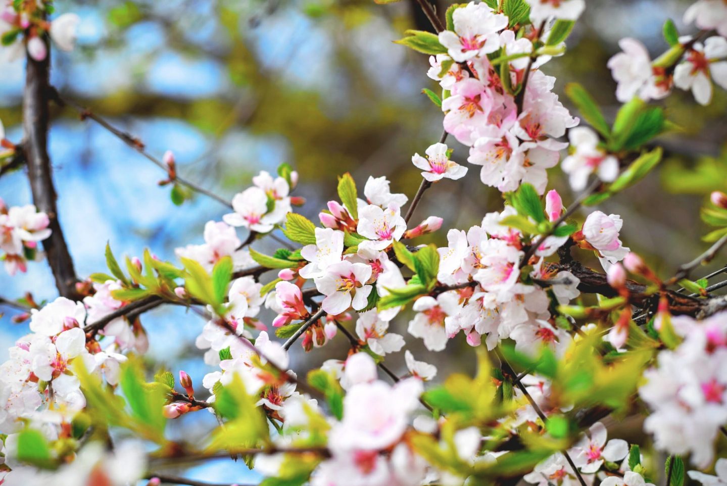 Shorter winters are stunting the growth of plants