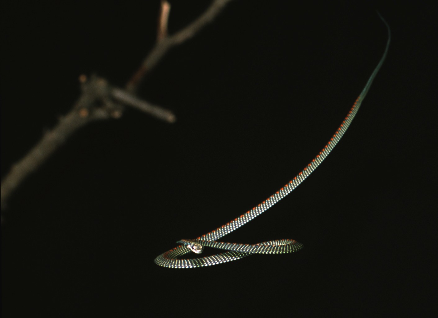 Watch Flying Snakes: They Don't Need A Plane
