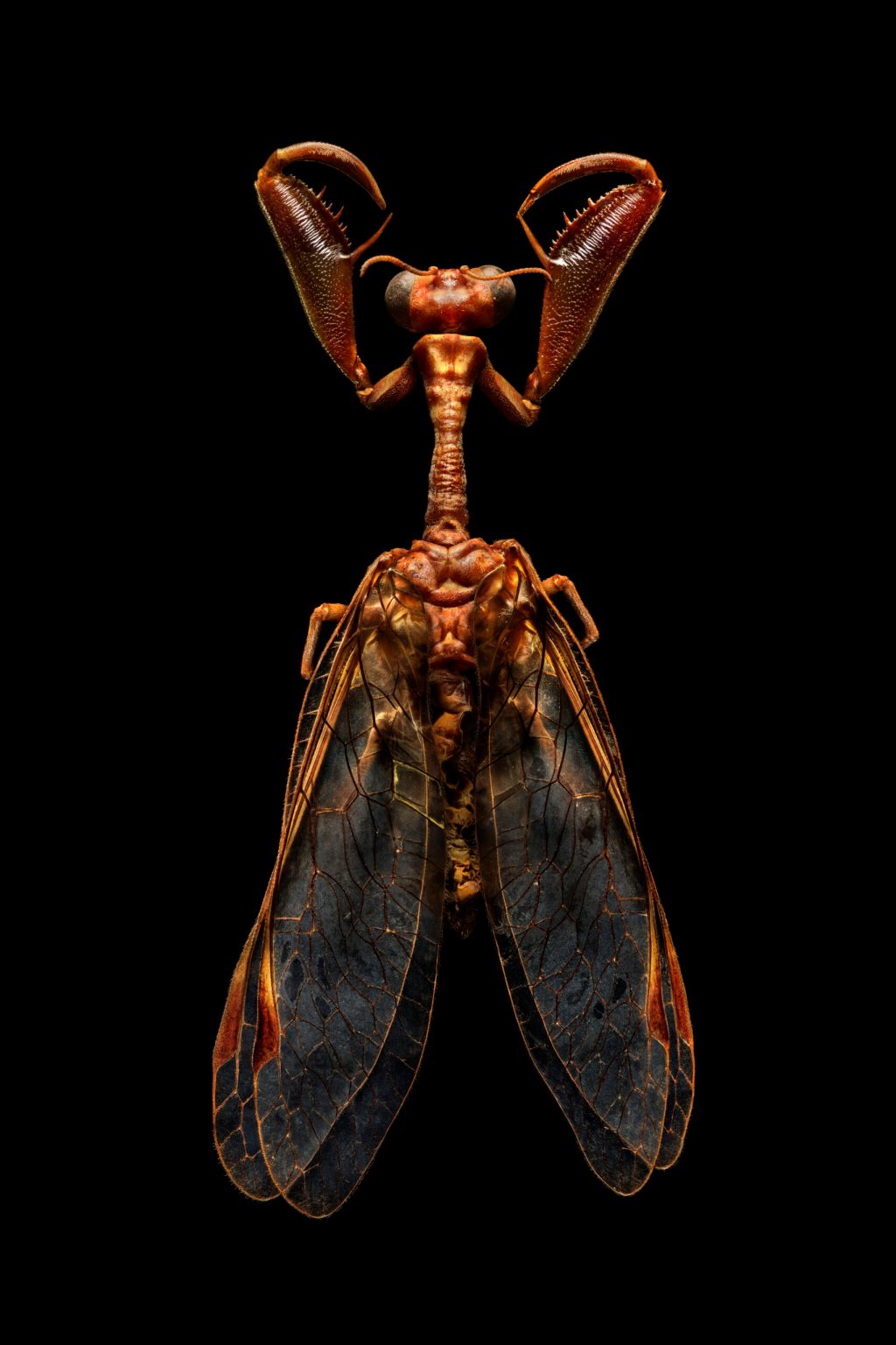 These are the most beautiful pictures of bugs you will ever see