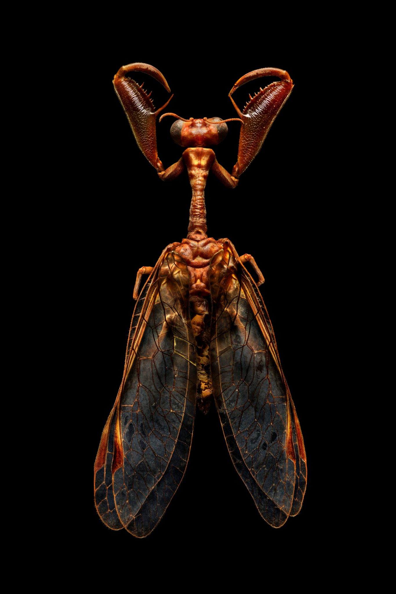 These are the most beautiful pictures of bugs you will ever see