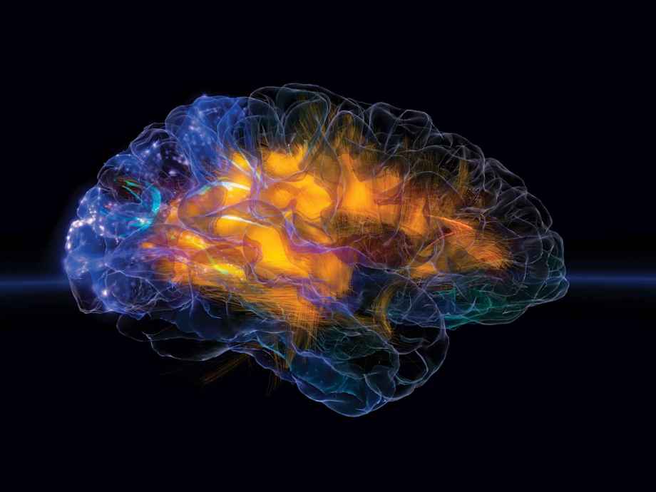 3D Color Images Of The Brain Reveal Its Glorious Unseen Detail