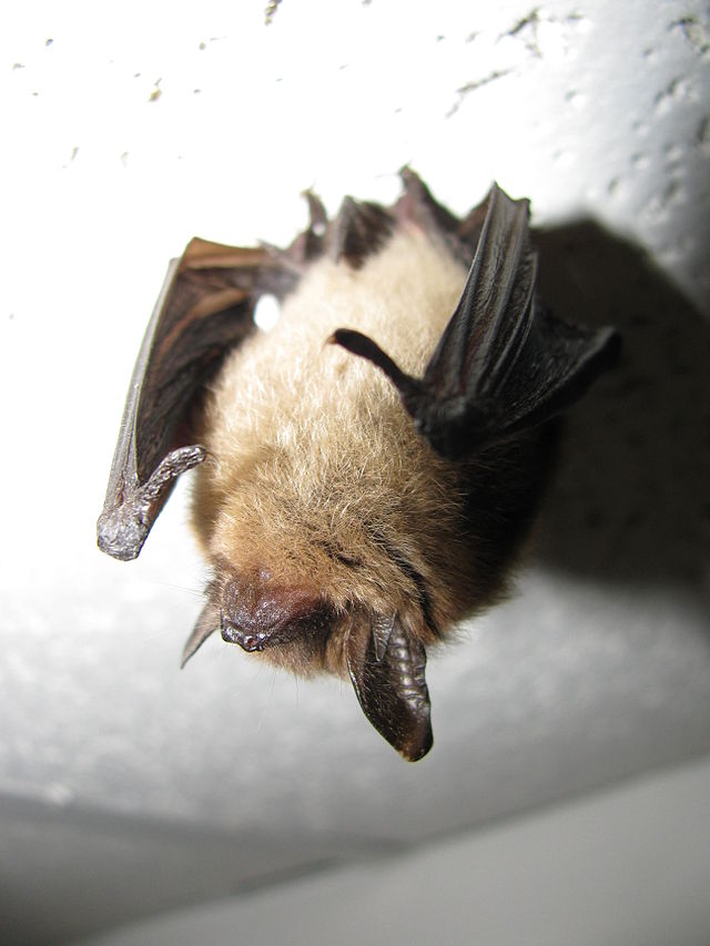 How A Tiny Bat Might Interrupt A Massive Oil Pipeline