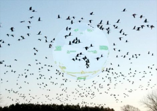 How Crows Recognize Individual Humans, Warn Others, and Are Basically ...