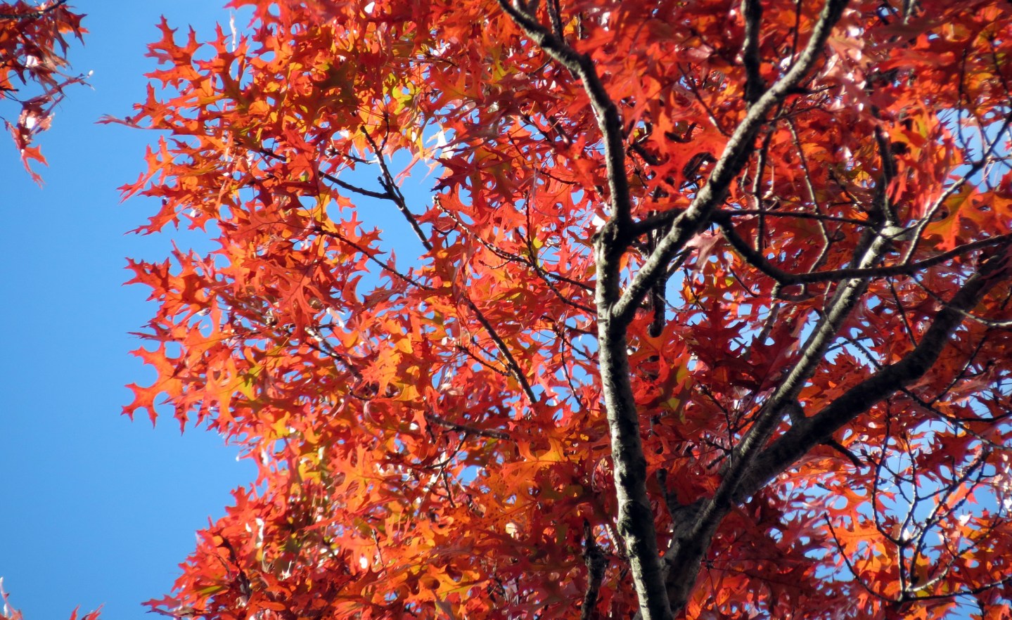 Trees are migrating west to escape climate change