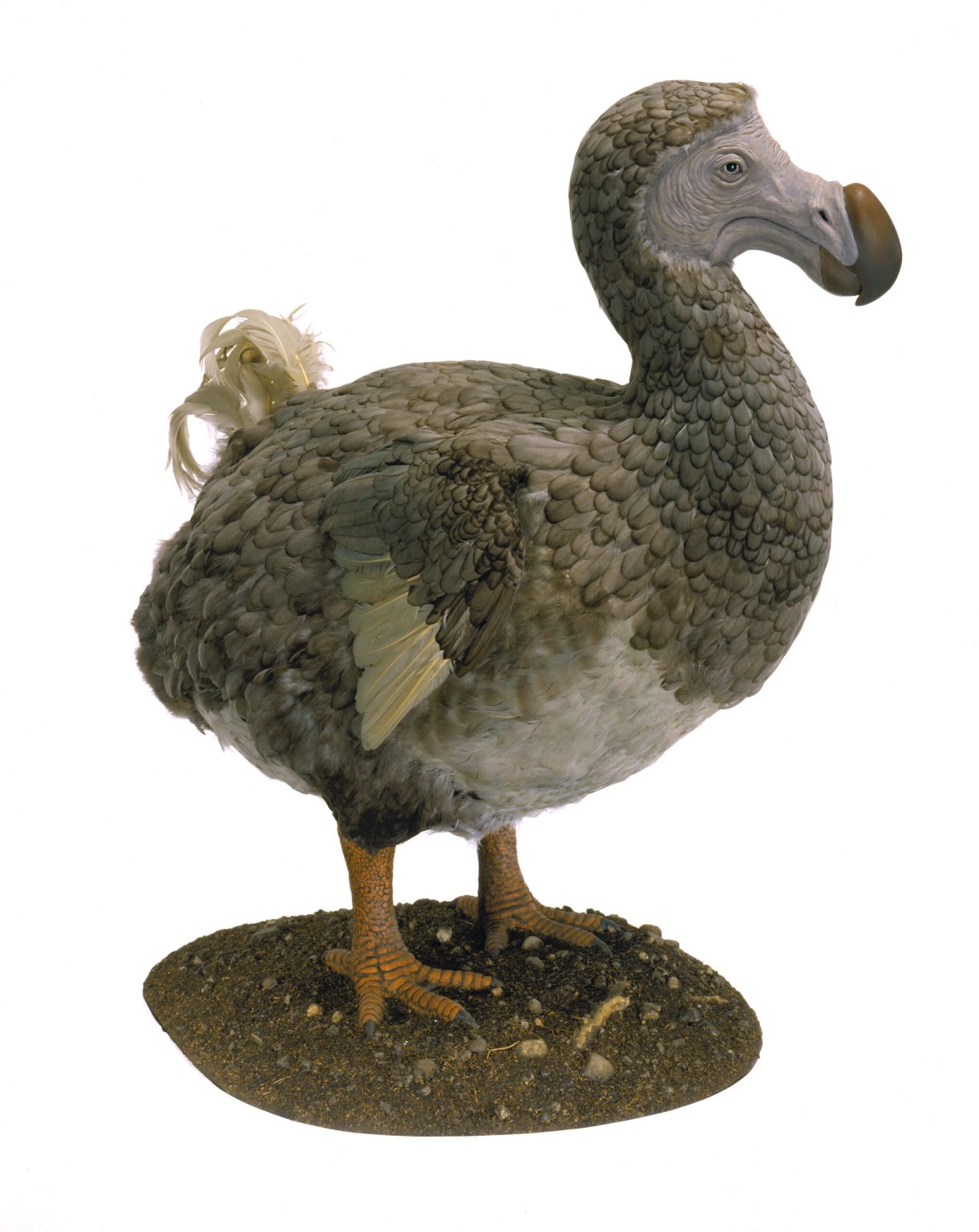 Dodos Were Actually Not That Dumb