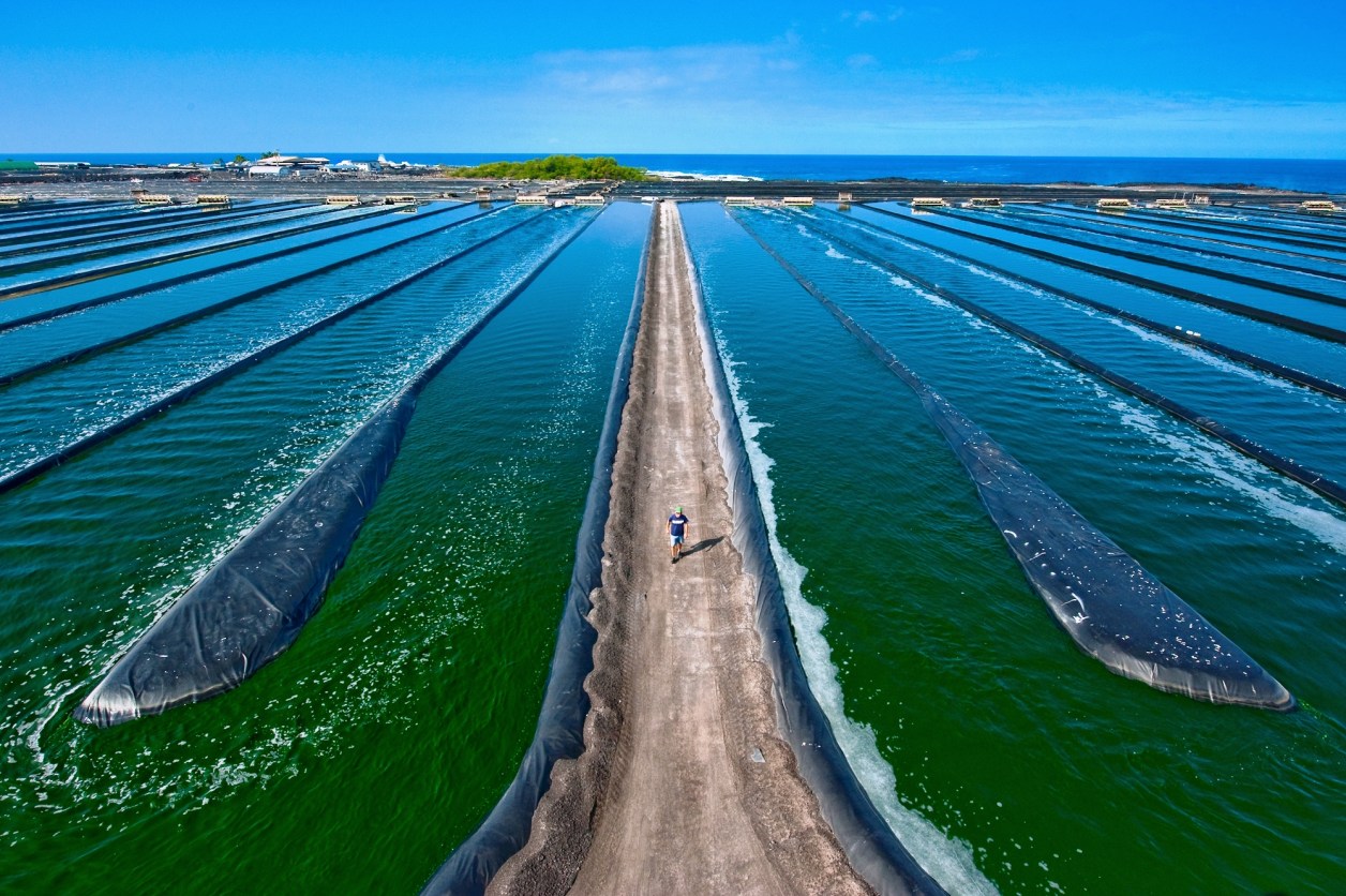 How Algae Can Fuel Planes, Feed Livestock And Fight Climate Change