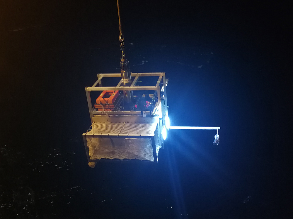 How we found a beautiful new species of snailfish deep beneath the sea