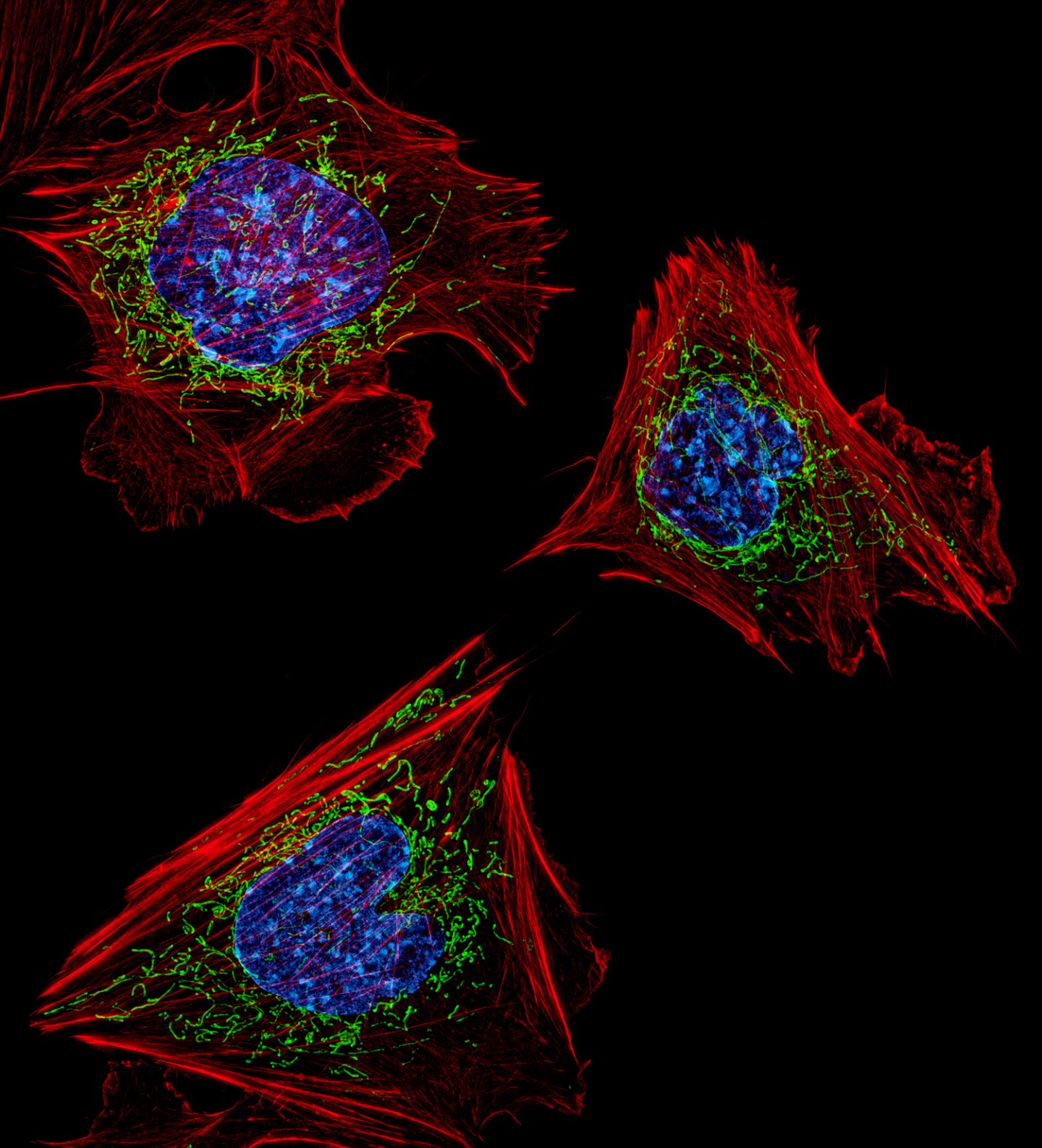 6 Bright Microscopic Images Of Life