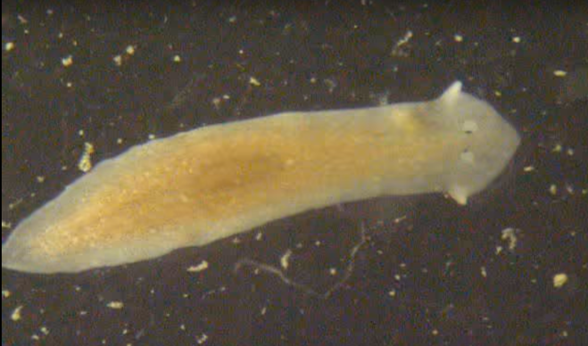 Scientists Have Made Worms With Heads Resembling Other Species