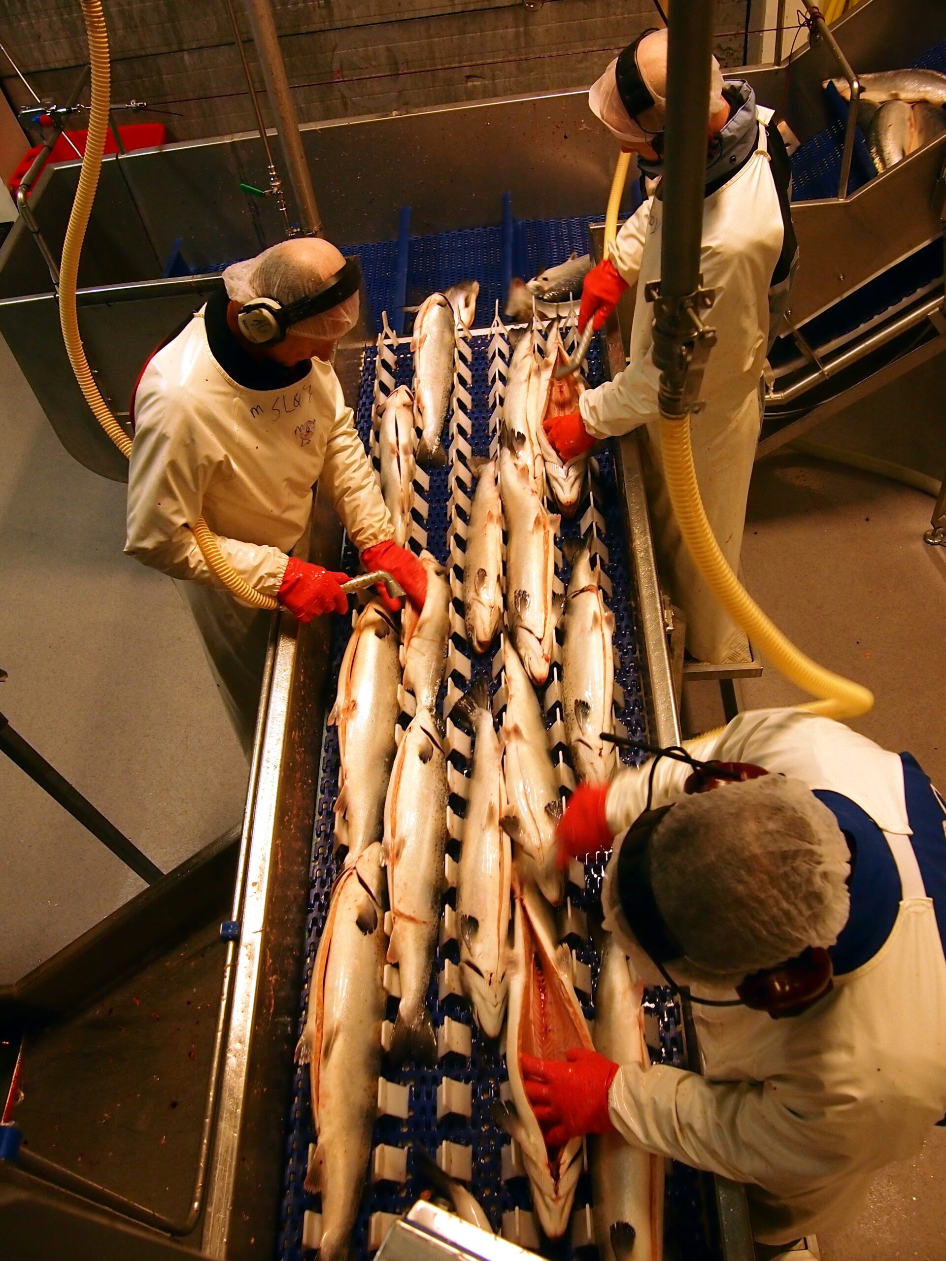 Arctic Report: How To Feed Salmon To The World