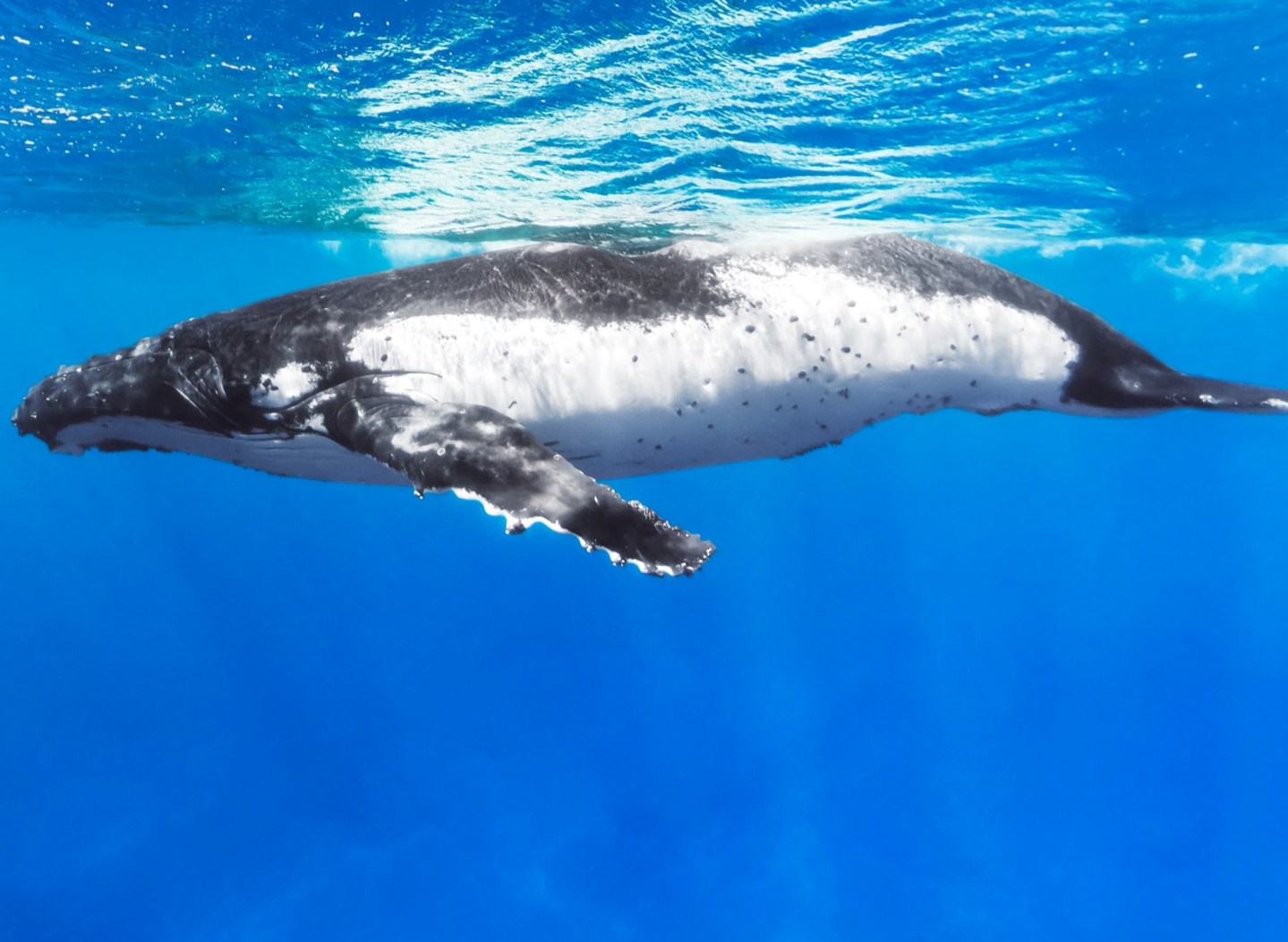 Swim Through The Seven Seas With Google Fish View