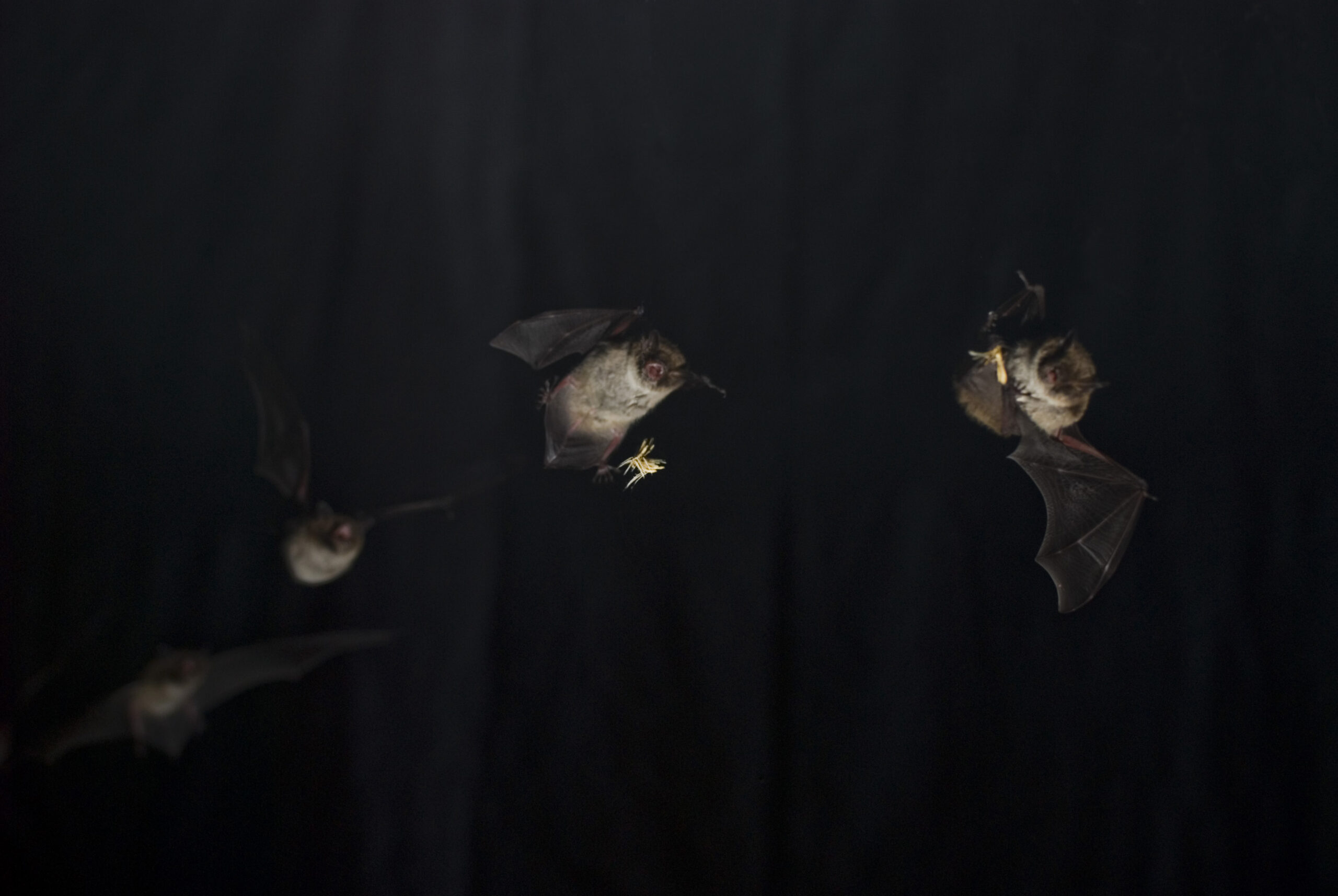 Bats Have Unique Superfast Squeak Muscles to Make Superfast ...