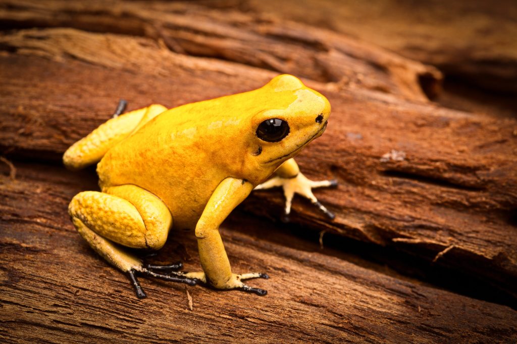 Scientists just synthesized the deadly toxin of an adorable frog