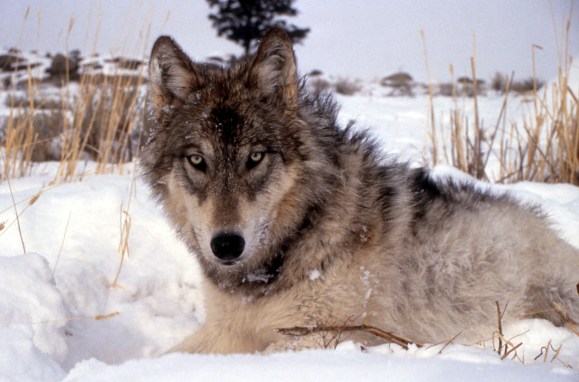 Hunters may need to keep their paws off Wisconsin wolves