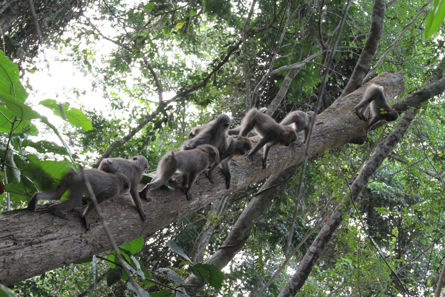 These monkeys avoid sick friends by sniffing their poo