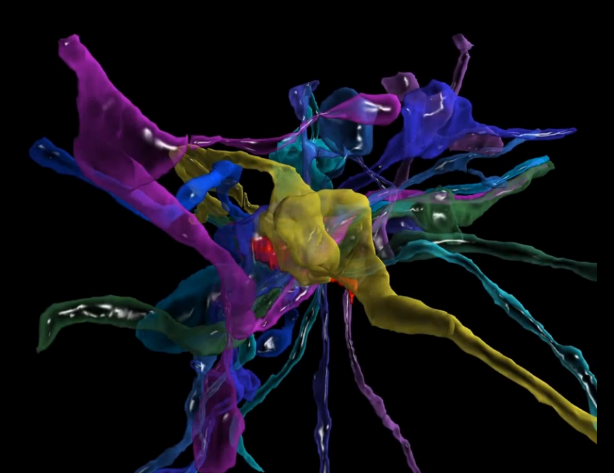 Check out the most complete 3D brain map ever made