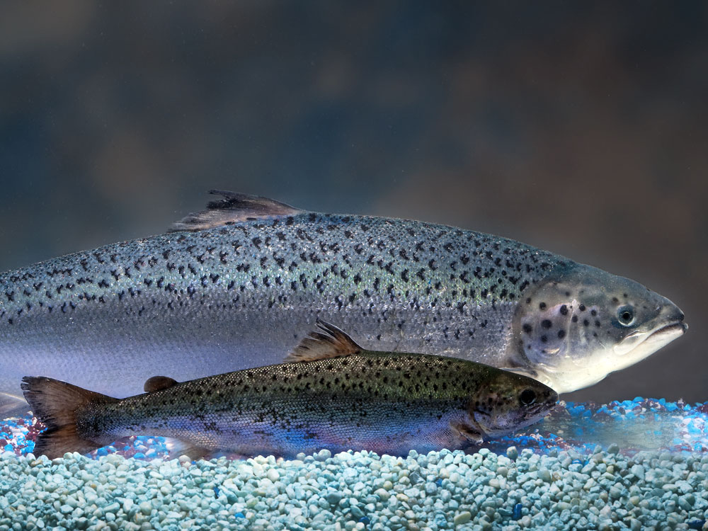 This Week, FDA Considers Genetically Engineered Salmon for Human ...