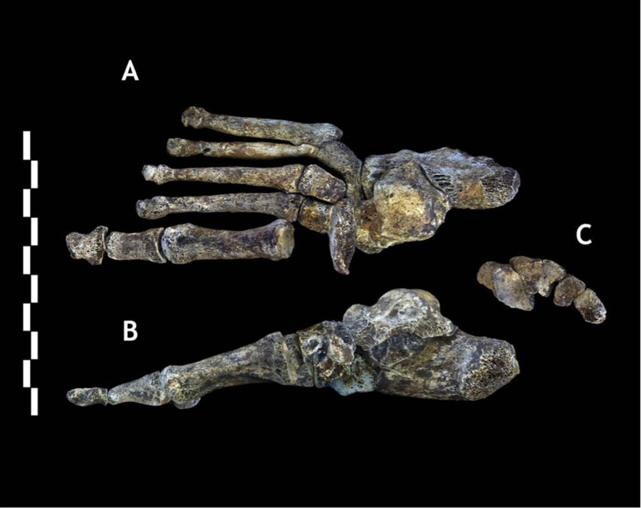 New Species On Human Family Tree Discovered In Ancient Mass Grave