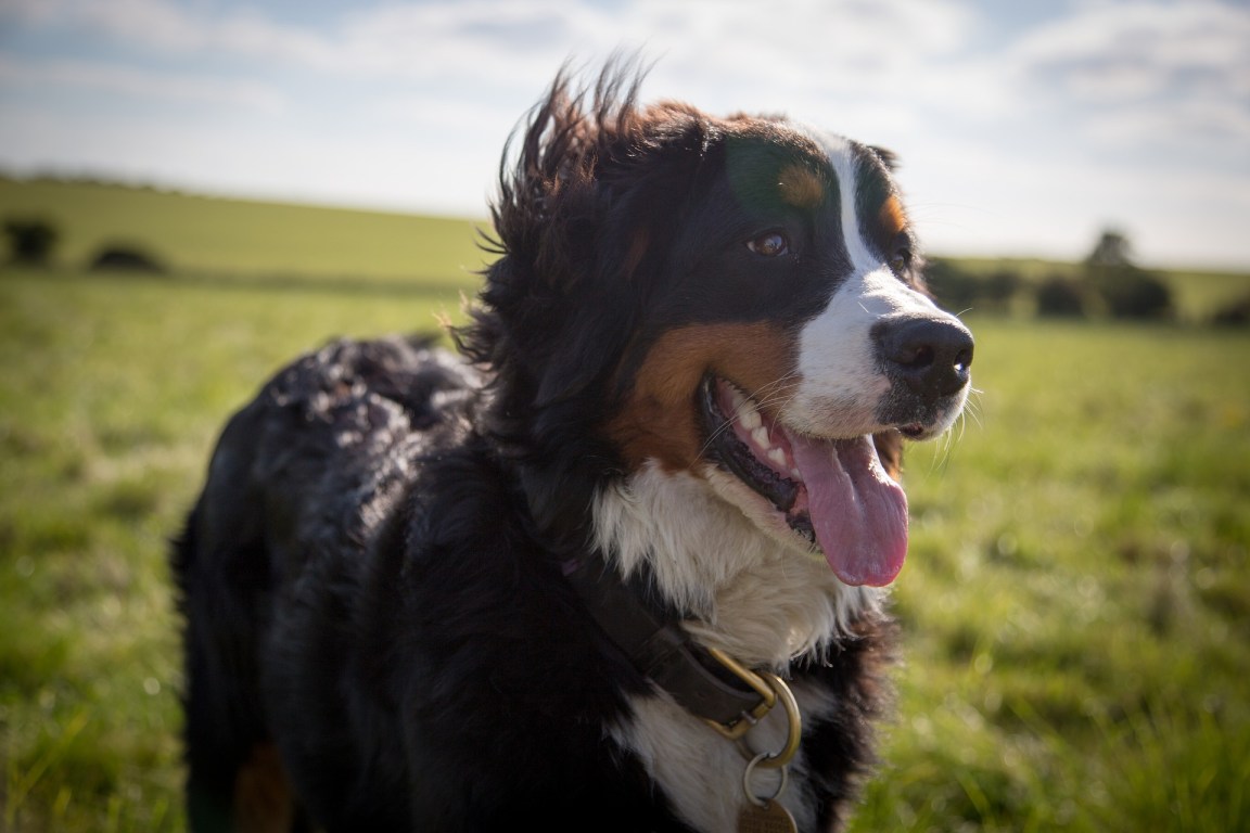 Purebred dogs are helping us cure cancer