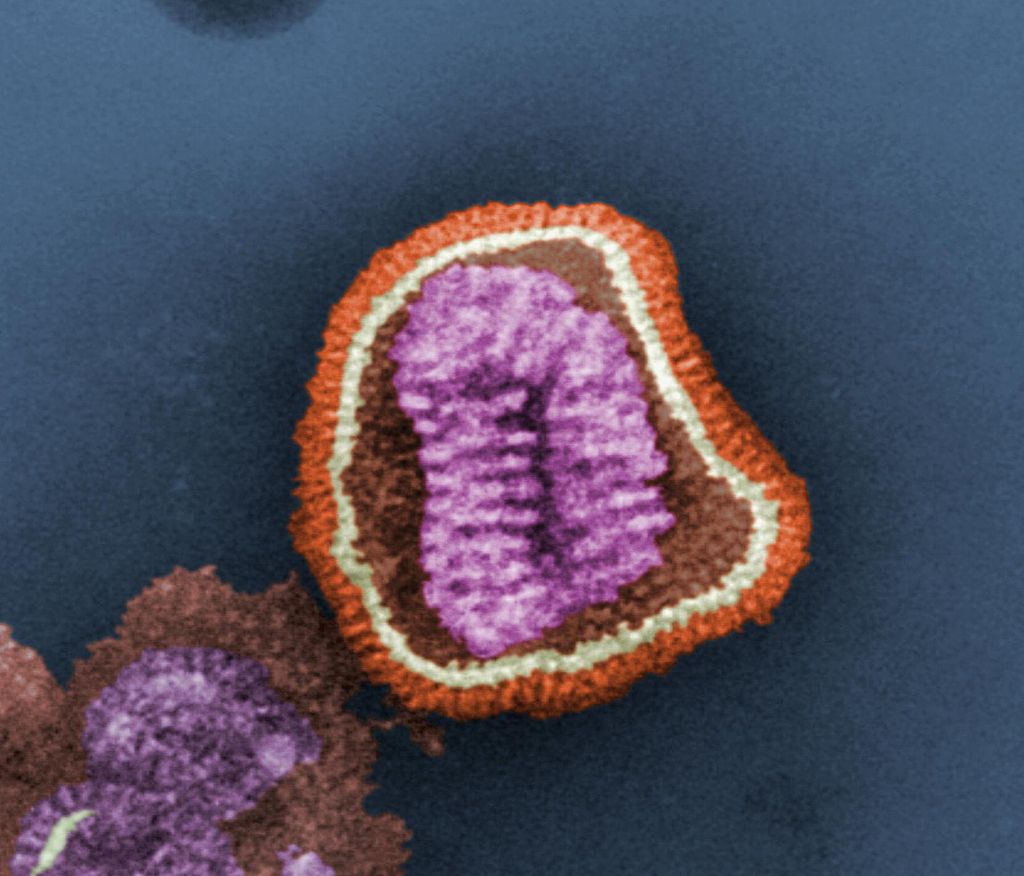 Influenza B is trying to escape our vaccine