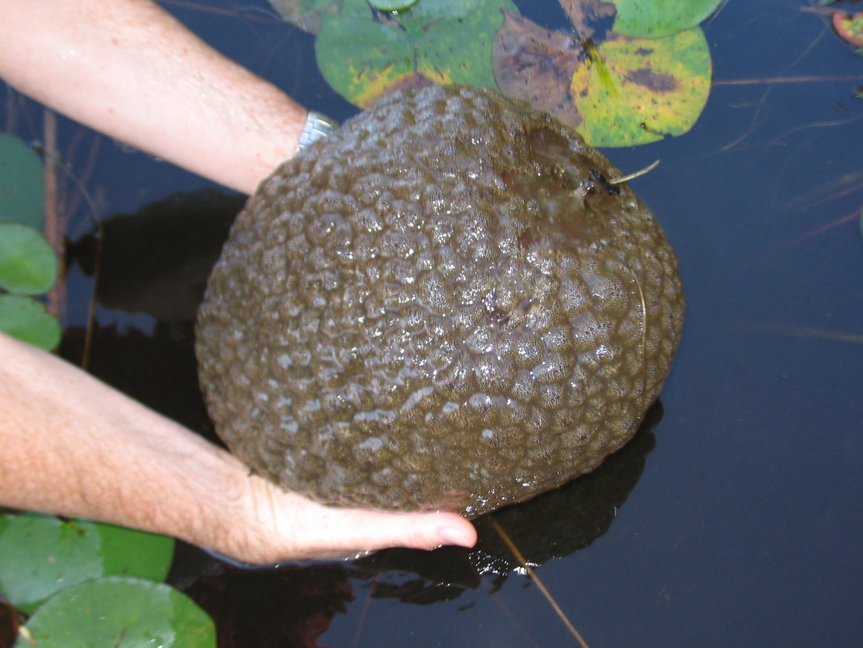 Look at the mysterious ‘dragon booger’ found in Vancouver's Lost Lagoon