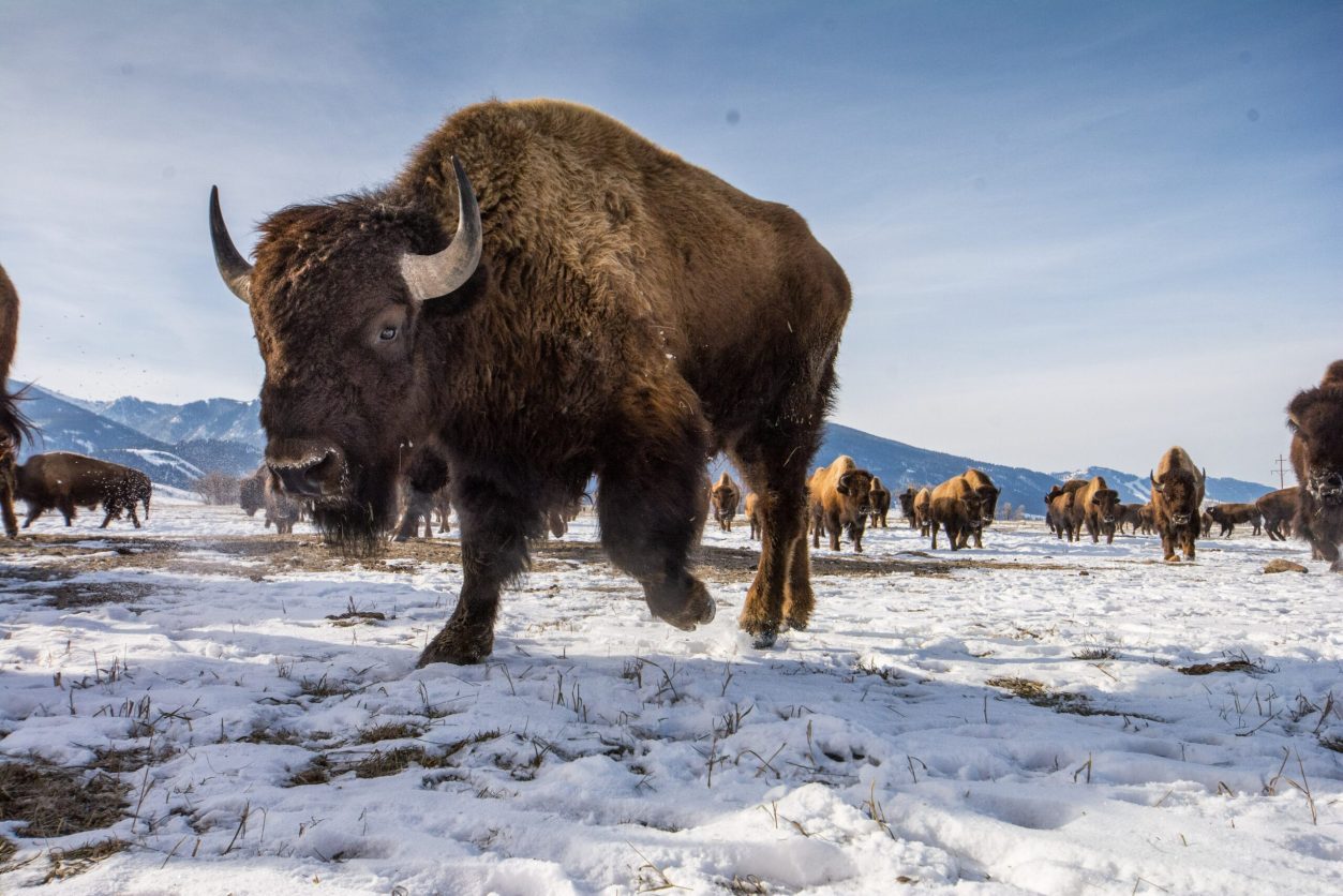 While Preserved for Generations, Yellowstone is Not Protected From a ...