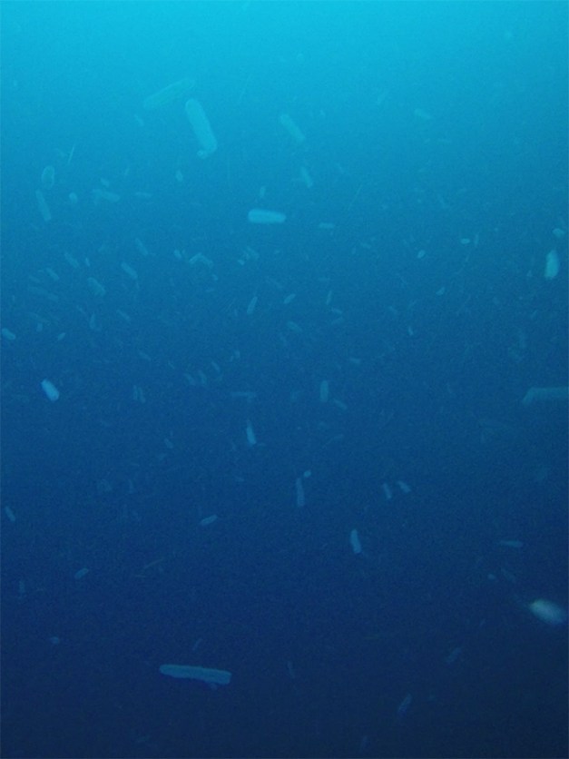 These sea creatures create magnificent mucus nets to catch their food