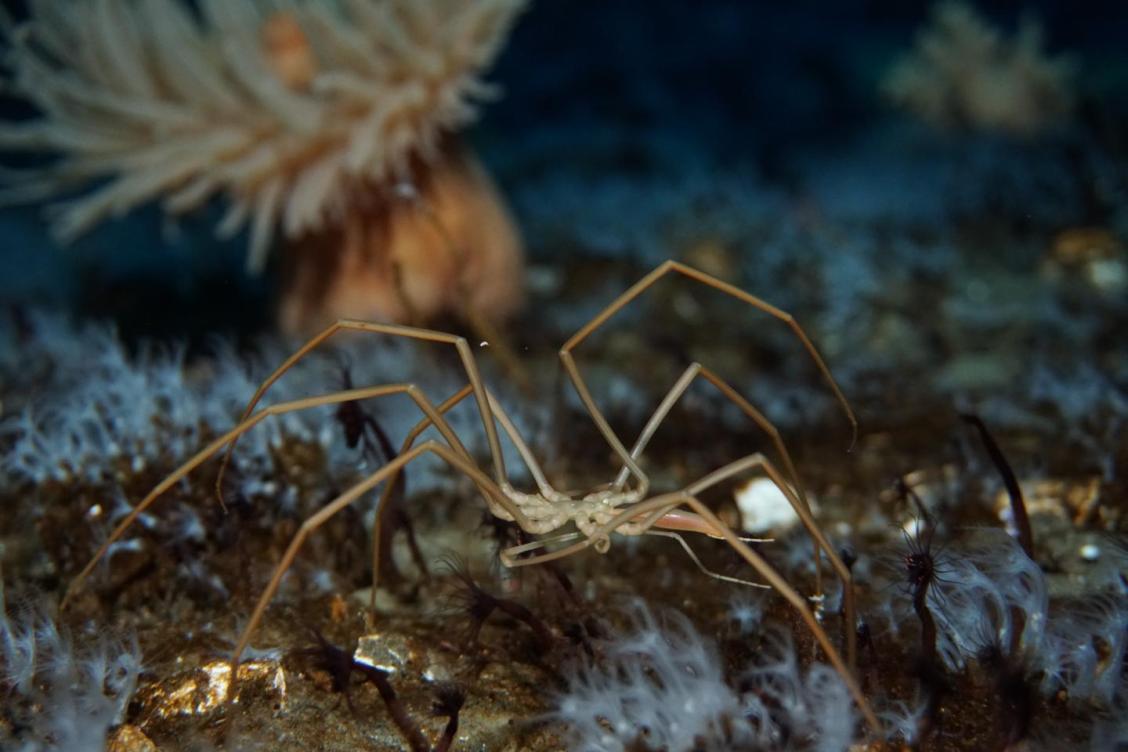 Sea spiders use their guts to pump oxygen through their freaky little ...