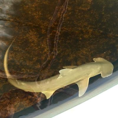 This tiny shark eats grass and it’s doing just fine