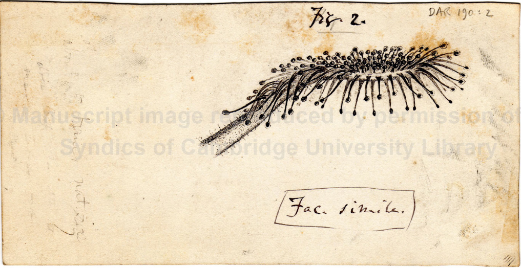 155 Years Later, Darwin's Manuscripts Are Going Digital