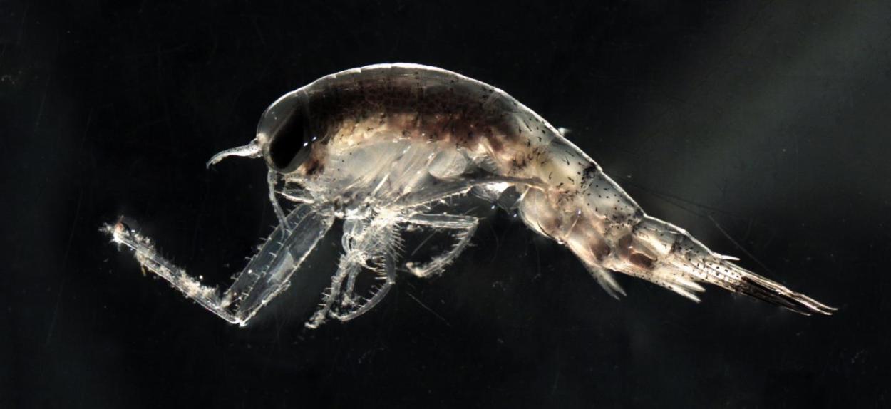 How polar animals cope with frigid darkness for months at a time