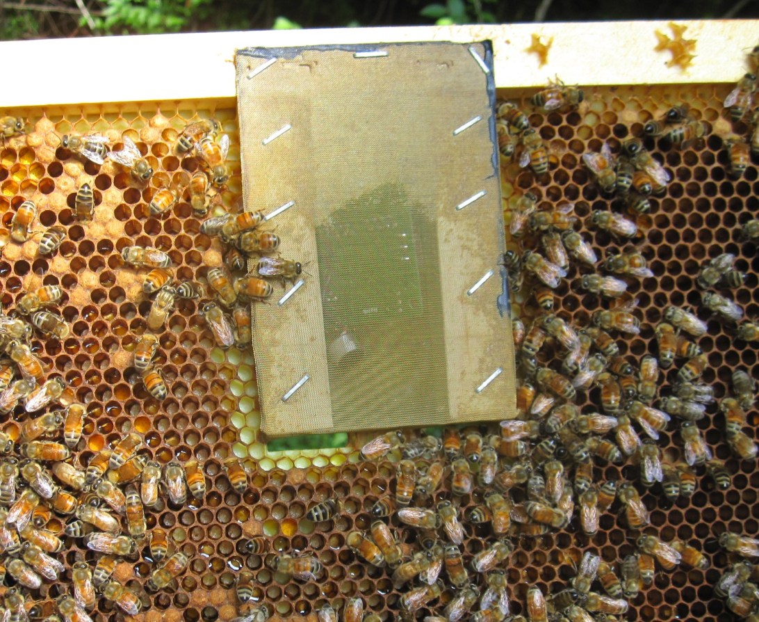 Follow A Queen Bee On Her Maiden Mating Flight