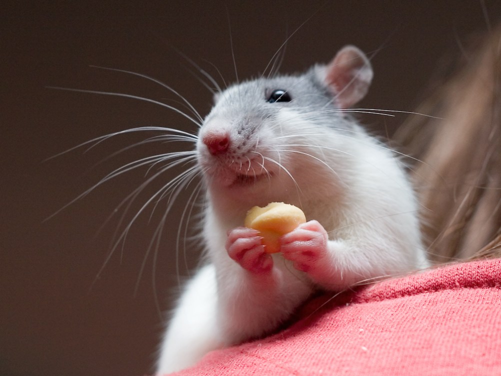 Rats Recognize The Facial Expressions Of Other Rats