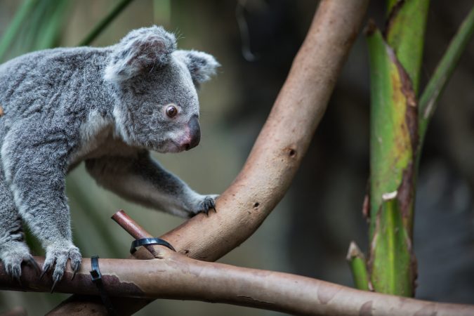 Koalas use their noses to find friends and avoid enemies