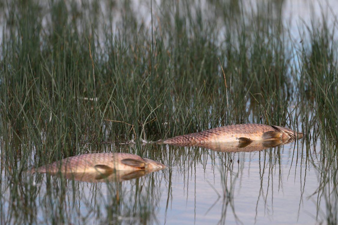 Colorado Lake Hosts Thousands of Invasive Goldfish
