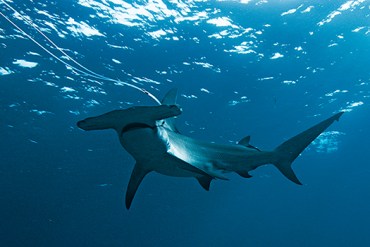 Shark Attacks On Humans Vs. Human Attacks On Sharks [Infographic]