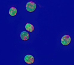 Genetically modified algae could soon show up in food, fuel, and ...