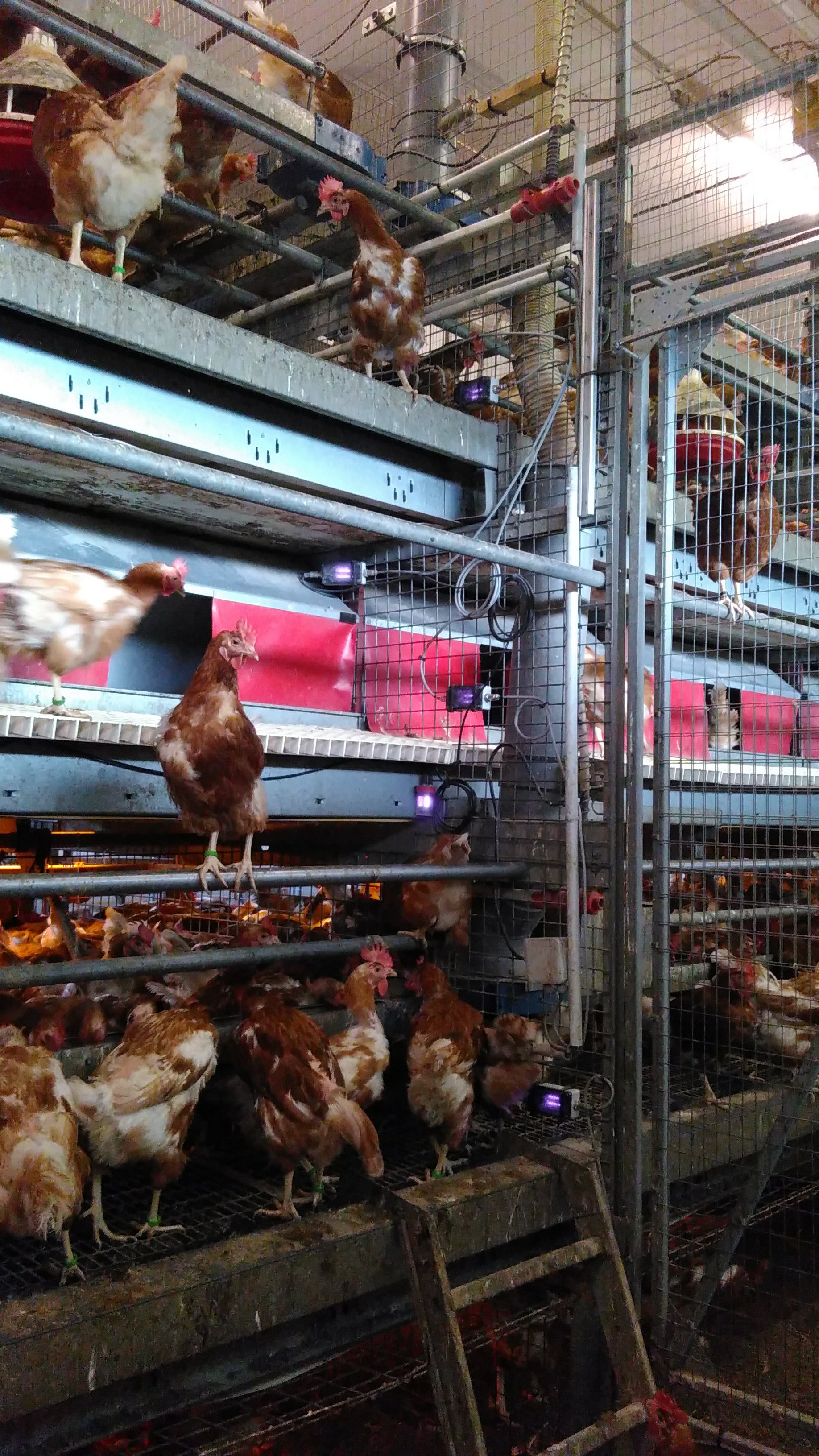 Scientists tracked chickens and found they have their own daily ...