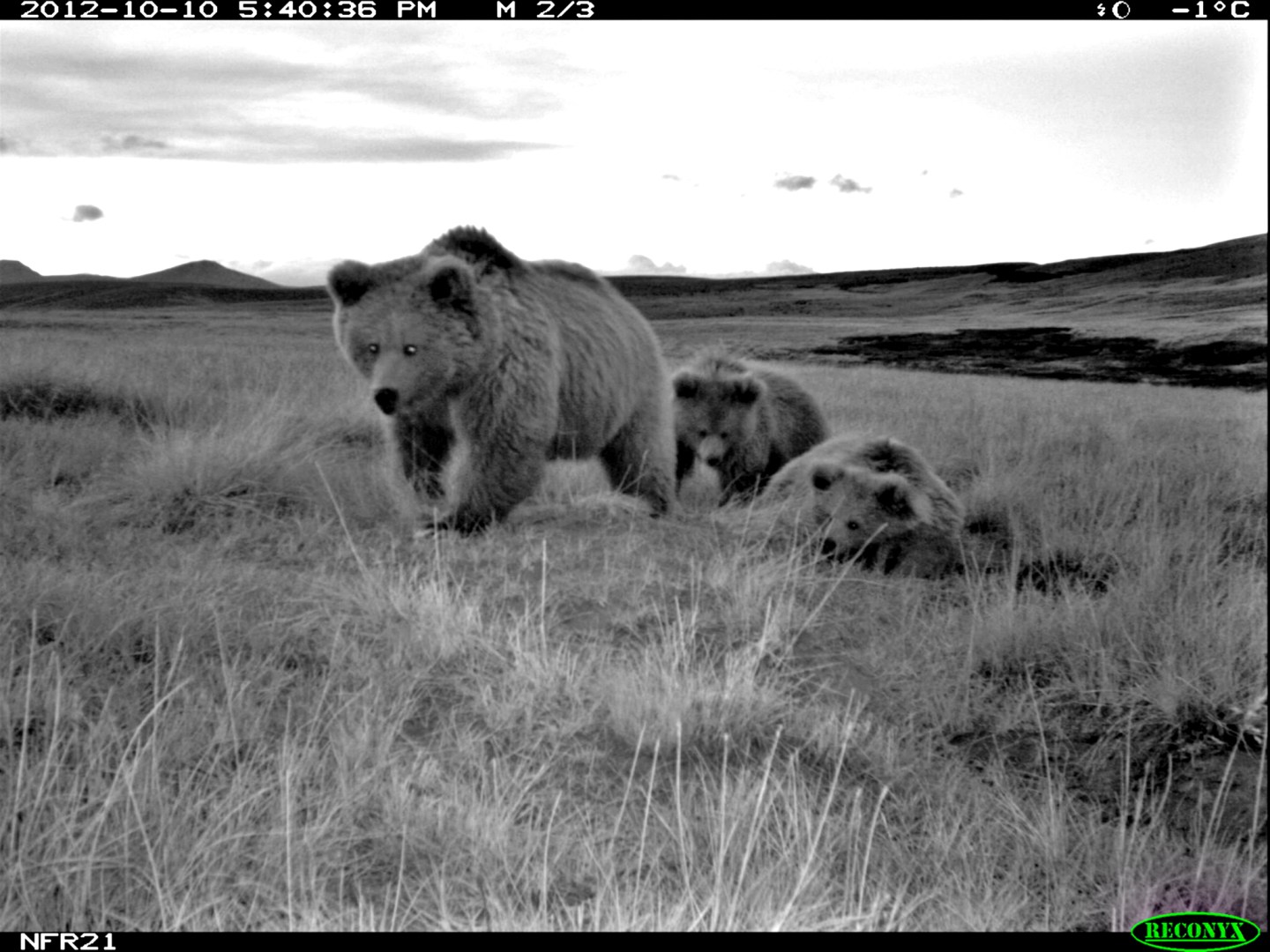 Yetis are real, they just also happen to be Himalayan brown bears