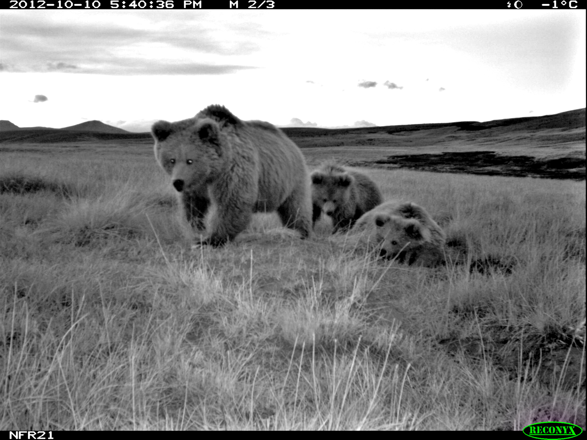 Yetis are real, they just also happen to be Himalayan brown bears